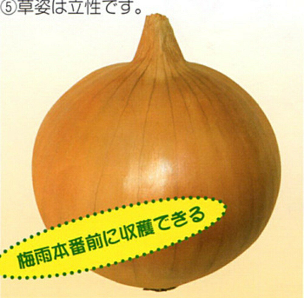 肥大・球揃い抜群！