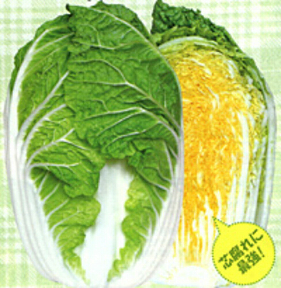 極晩抽性で芯腐れ症に強い黄芯系早生白菜！