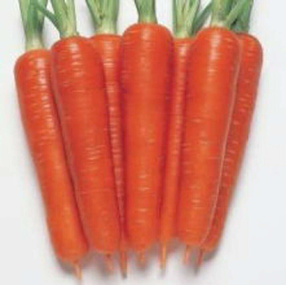 根形は長めの円筒形でよく太り、収量性に優れます。