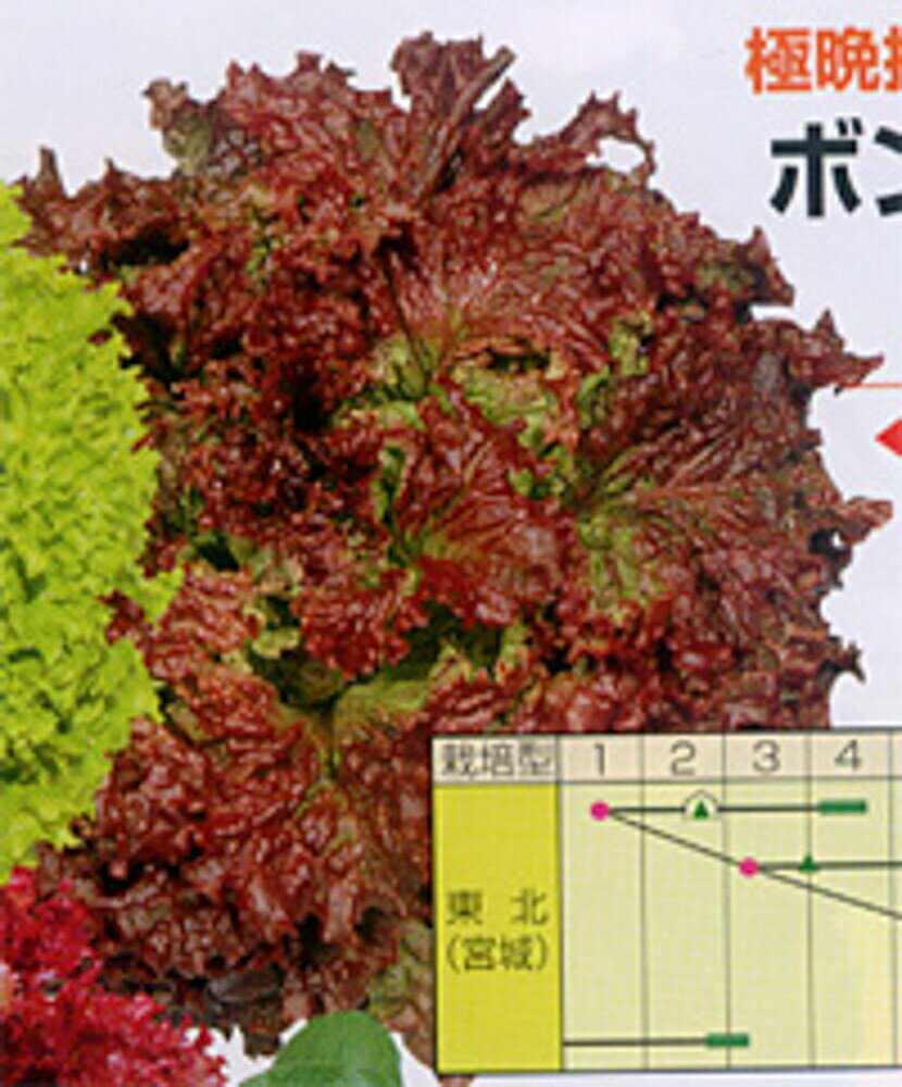 極晩抽、濃赤色サニー!