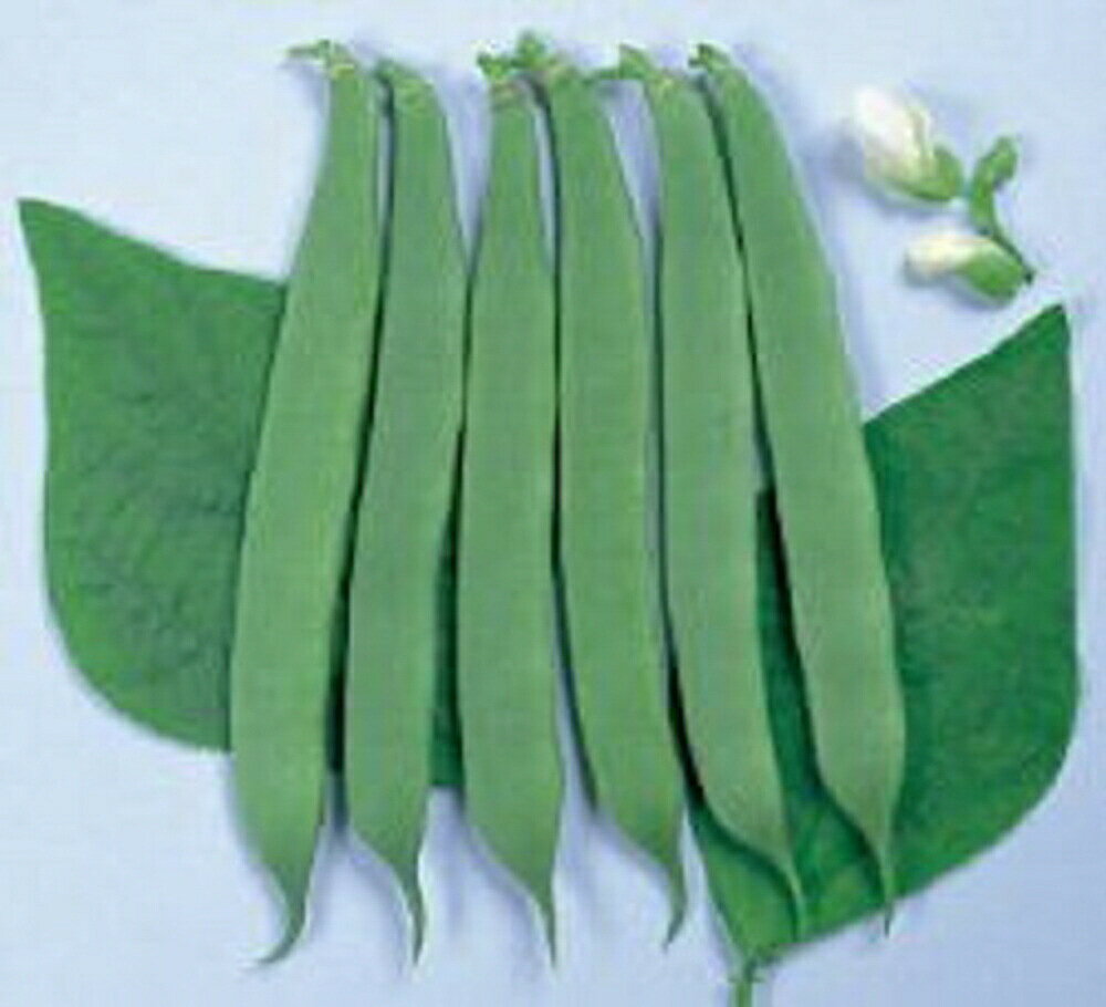 やわらかくておいしい中生多収の平莢種!