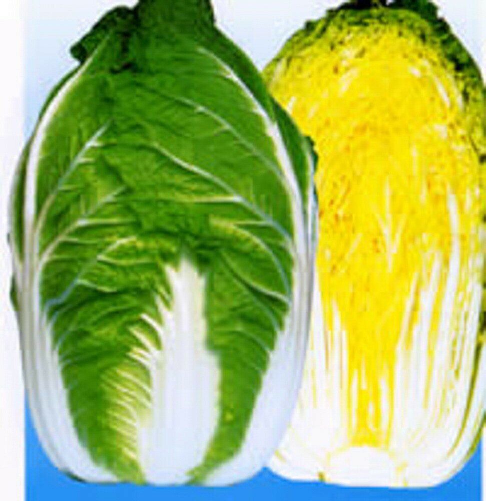 品質と味が良く、黄芯系で根こぶ病に強い70日型白菜