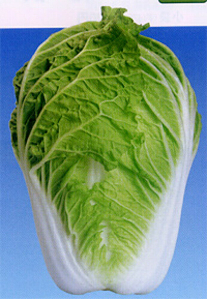 耐暑性優れ、軟腐病に強く、平坦地の早まき早どりを可能