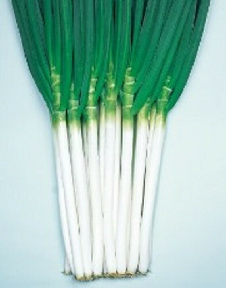 夏どりにおすすめ！伸び抜群のやわらかネギ！