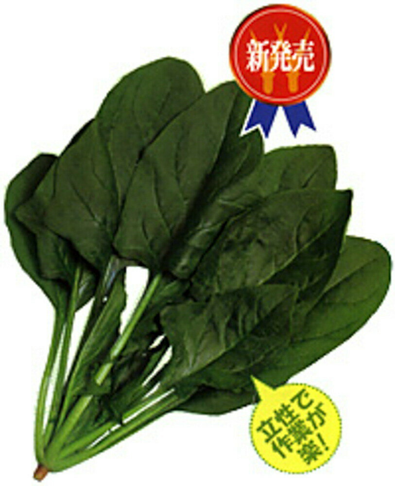 立性で濃緑、晩抽性の春〜夏まき用品種！