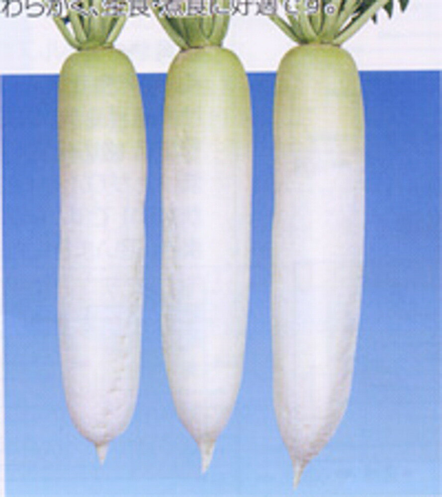 萎黄病・軟腐病に強い晩抽性青首大根!