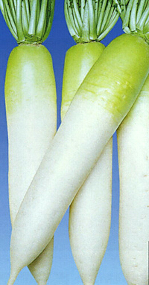 ●極晩抽！低温期のトンネル、ハウス栽培にピッタリ！