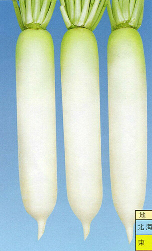萎黄病等、病害に強い総太り大根！