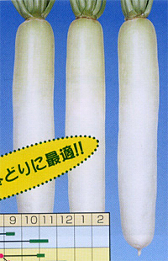 冬どり用青首総太り大根!