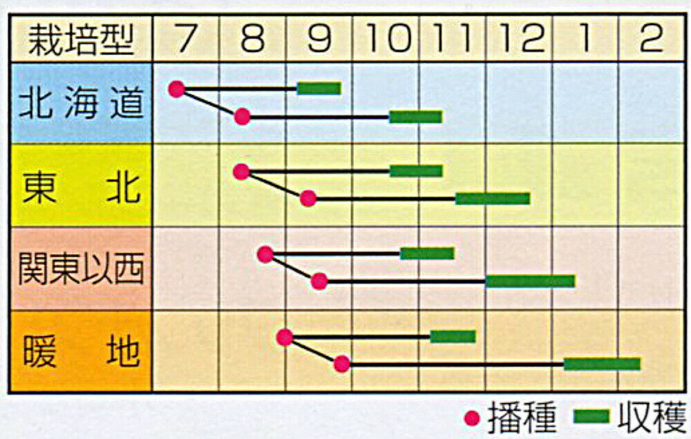 ややかため、ツマ用青首大根!