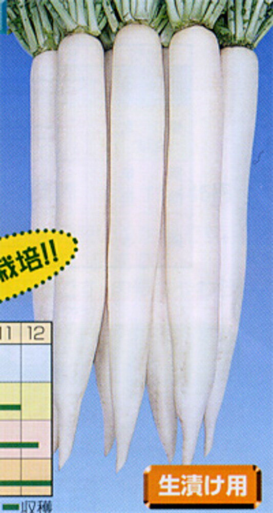 秋にも、春にもまける漬物用晩抽白首大根!