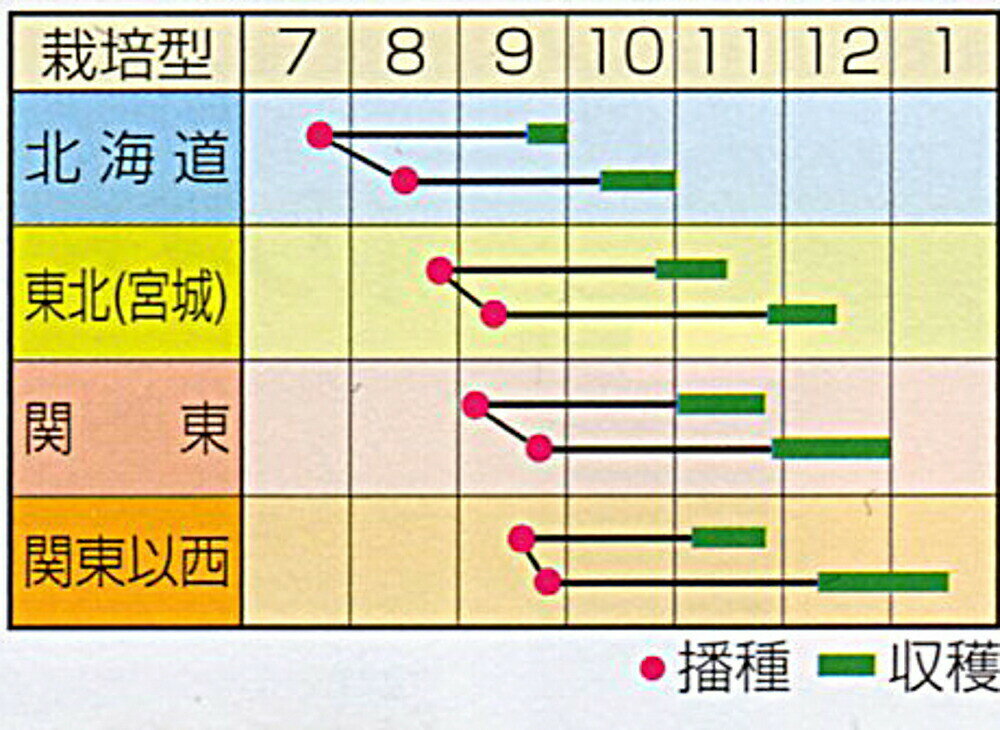 青首鮮やか、冬どりに好適!