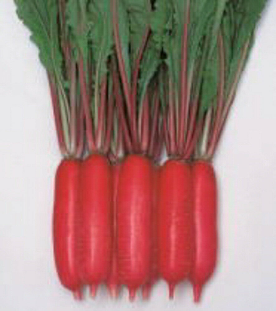 二十日大根よりス入りの遅い赤色鮮やかなミニ大根です。