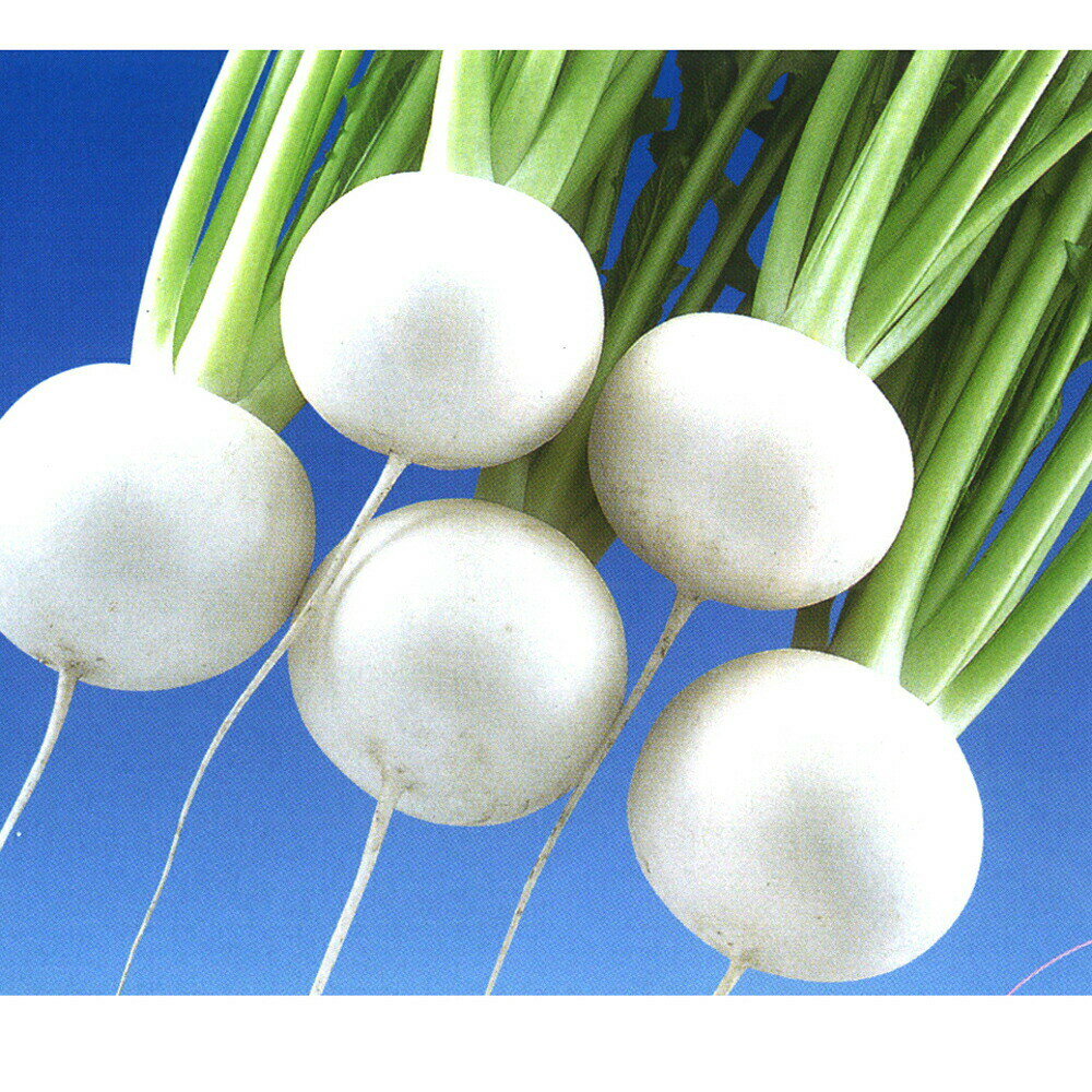 葉はやや開張性です