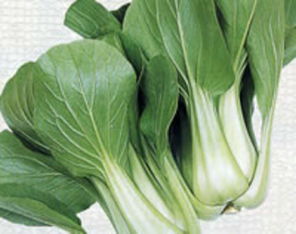 根こぶ病に強く、色と光沢が良い早生です！