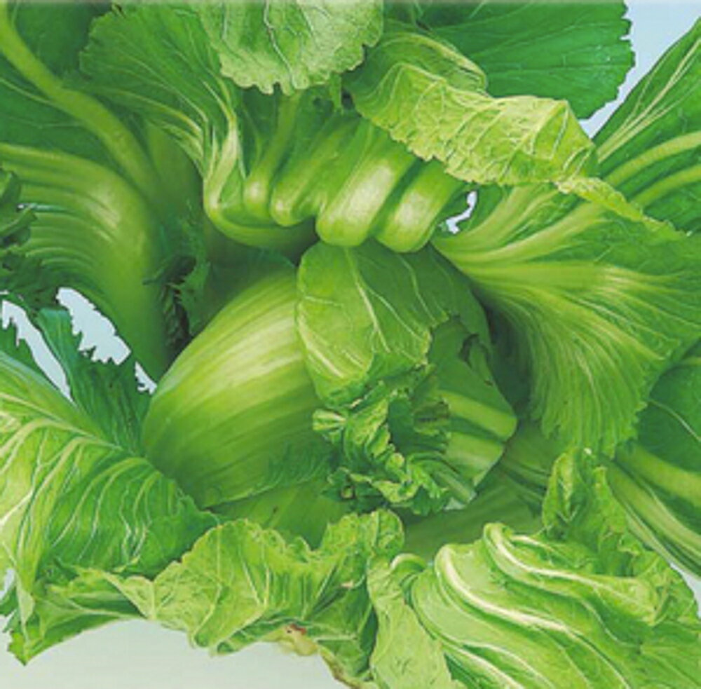 作型は暖地の場合8月から9月中旬に播種し、11月から12月に収穫します。