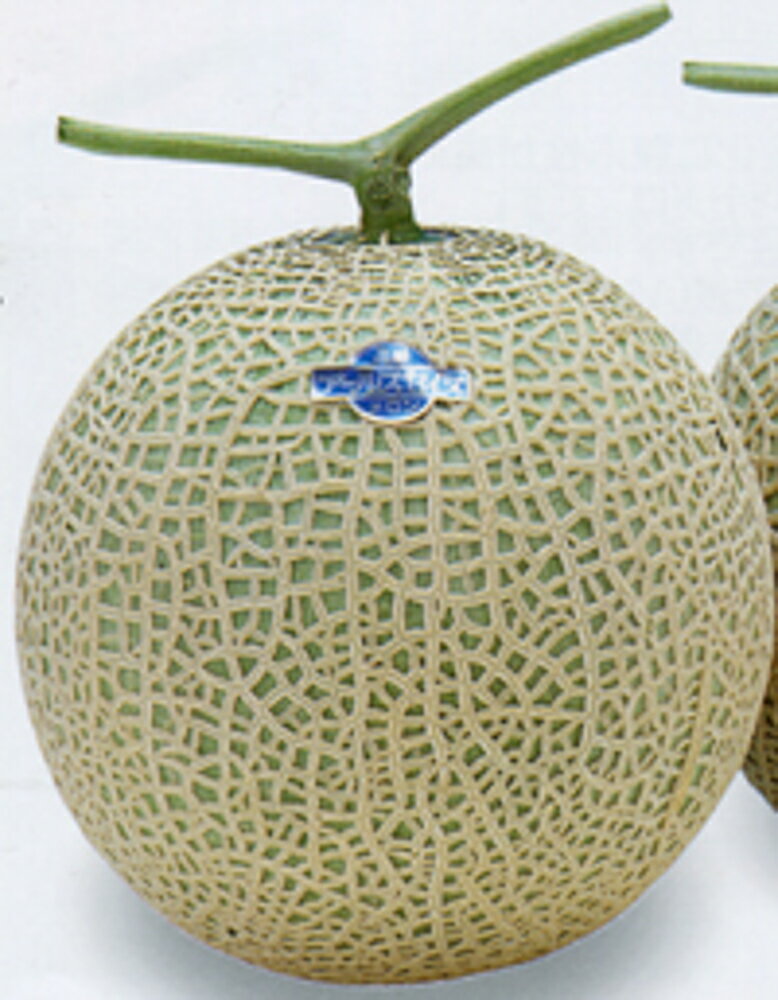 低温期の果実肥大が頗る良い、立ち栽培専用の緑肉ネットメロンです。