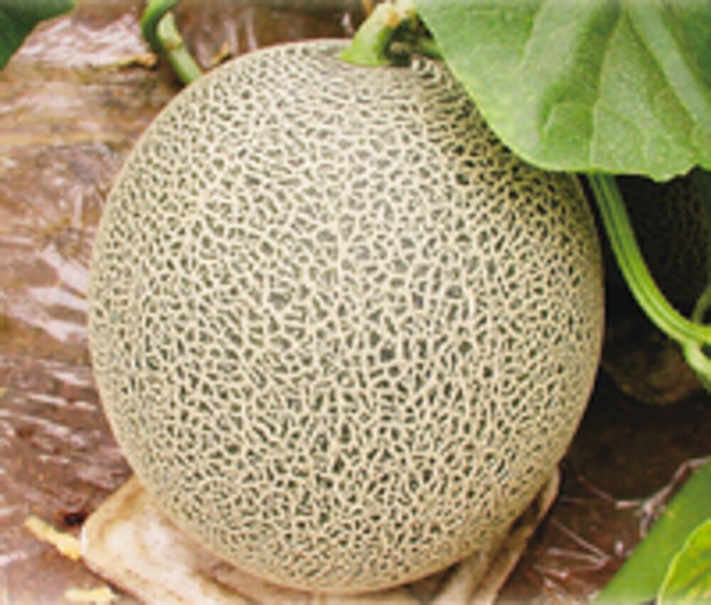 低温伸長性の高い高糖度の大玉種