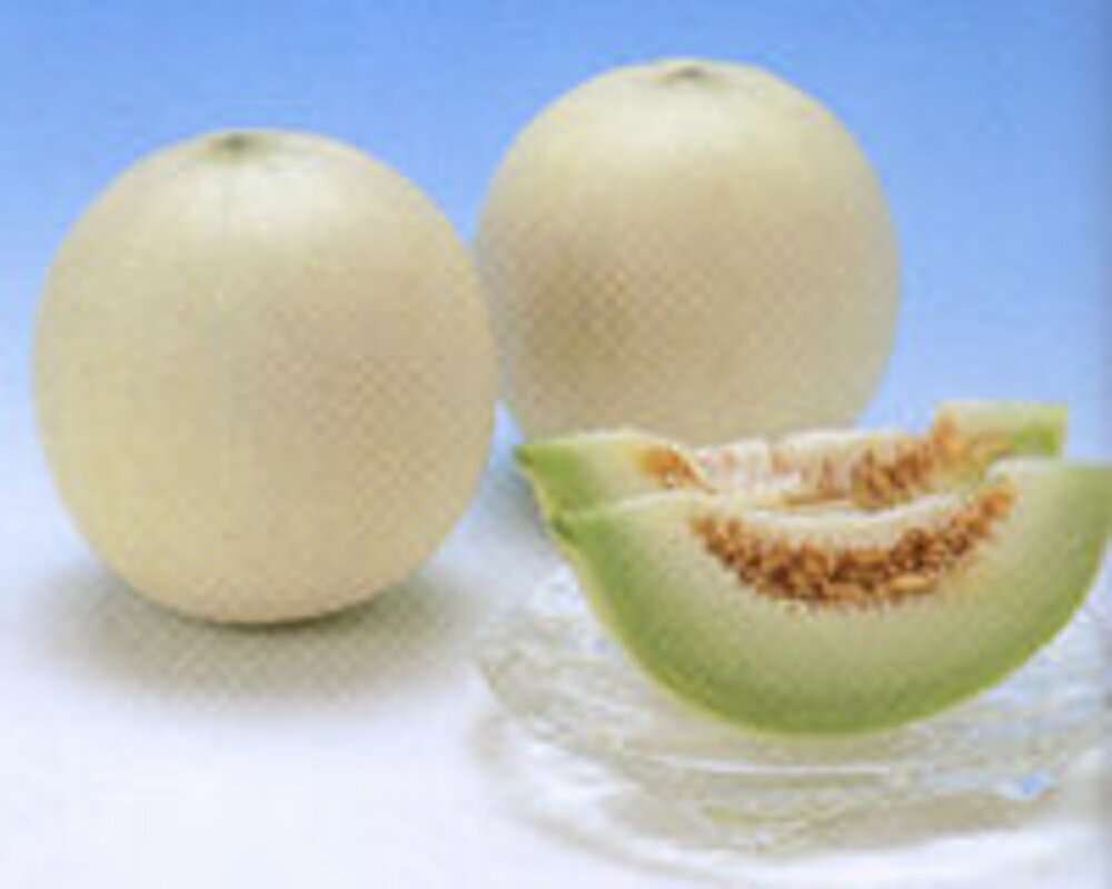 極早生のネットなしメロンで、白皮緑肉種です。