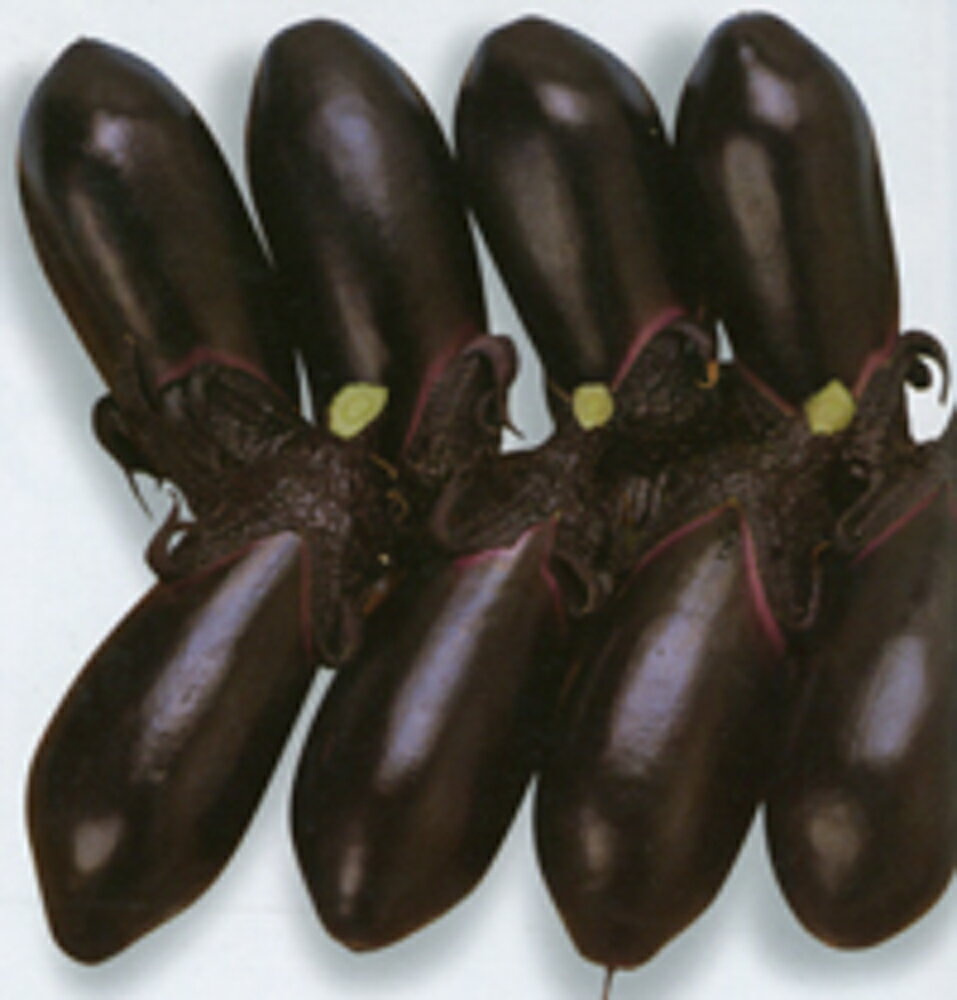 早熟栽培、露地栽培、ハウス抑制栽培に適する小ナスです