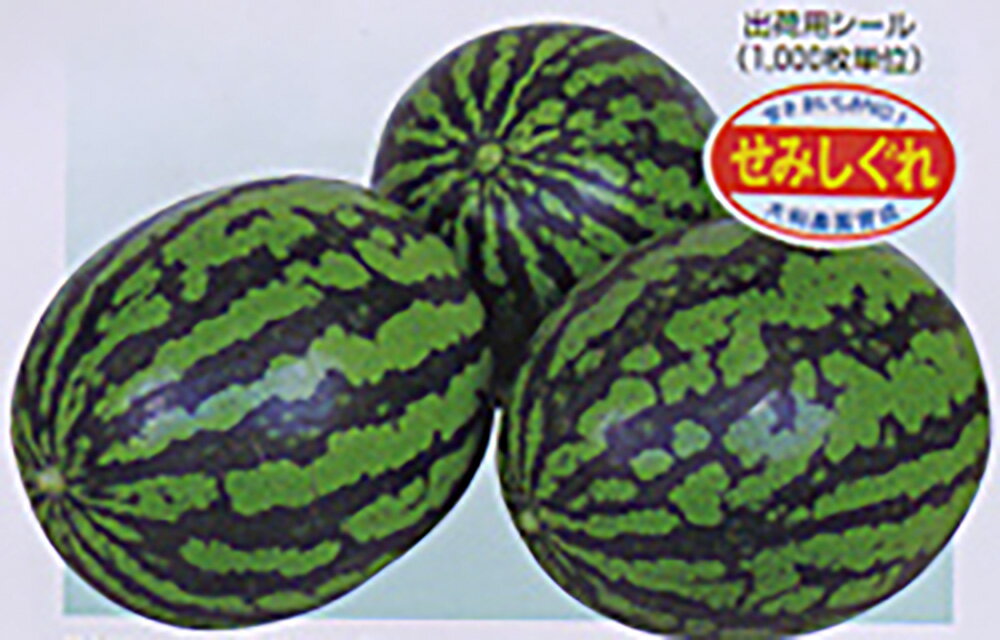 卵形の大玉すいか