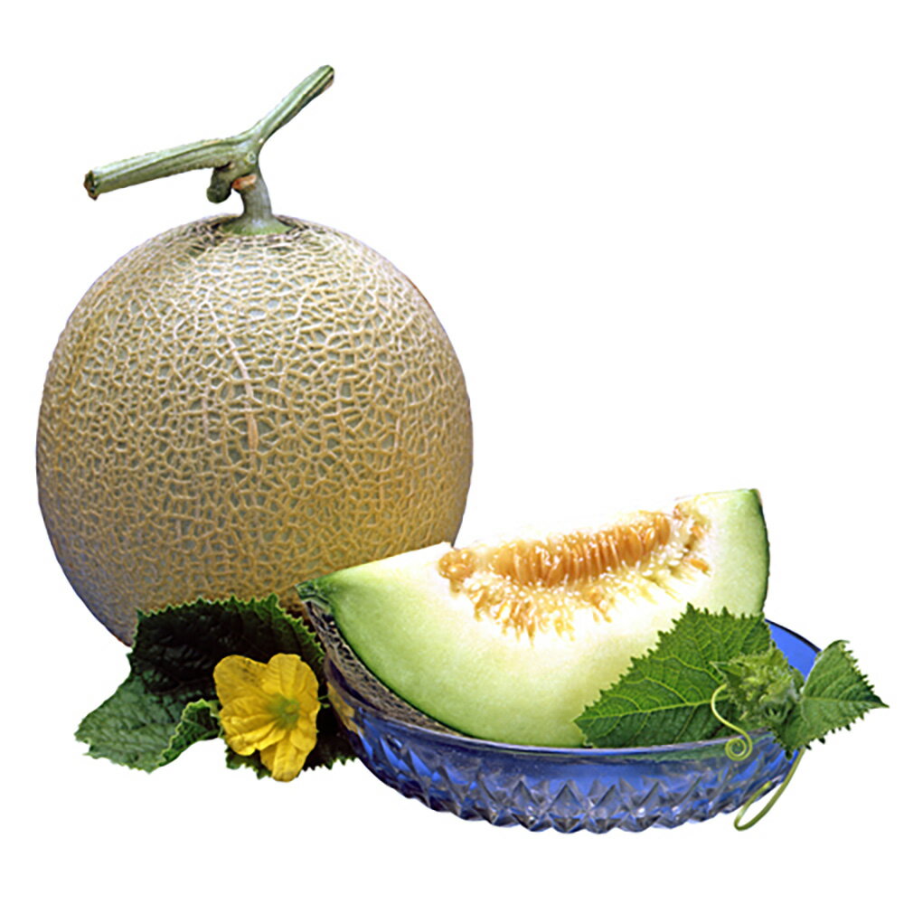 地這栽培用の緑肉ネットメロン