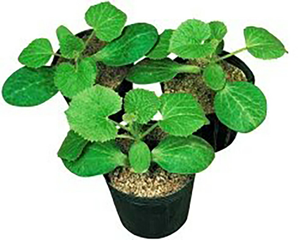 ウリ類に抜群の親和性を示す強勢南瓜台木