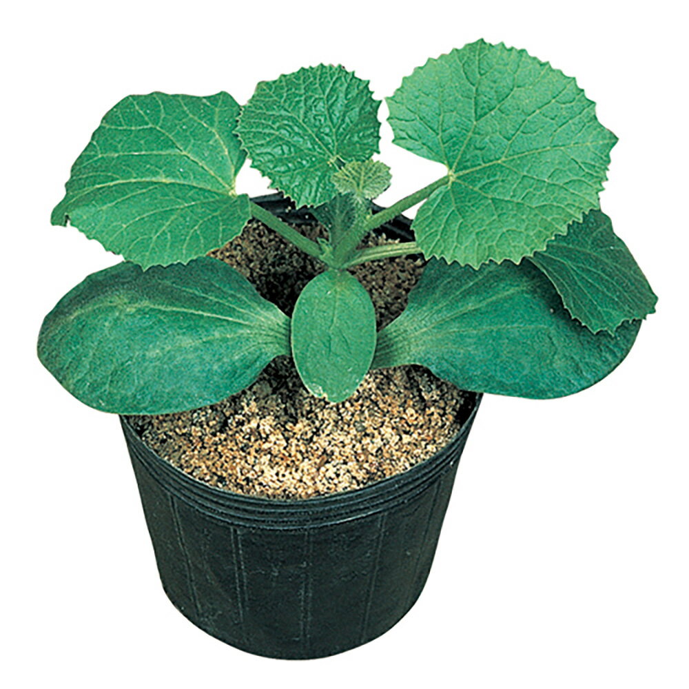 西瓜・メロンに親和性の高い台木