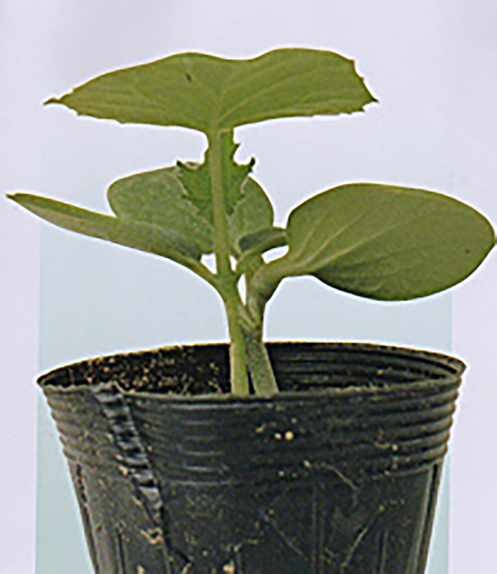 キュウリ専用ブルームレス台木。