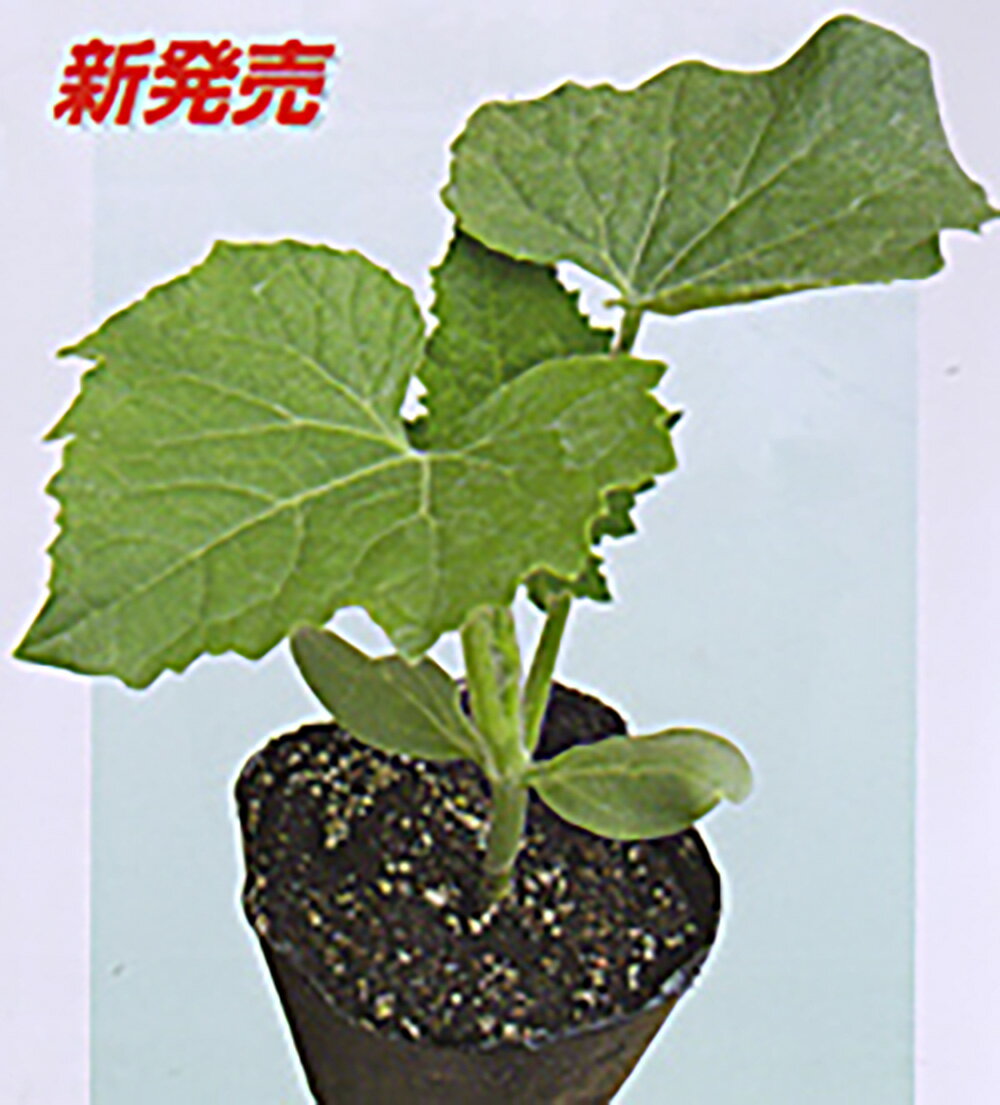 西瓜専用冬瓜台木。