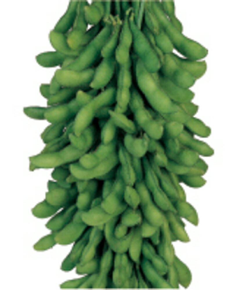 サヤムスメの姉妹品種・中早生、冷凍加工用途に適する！