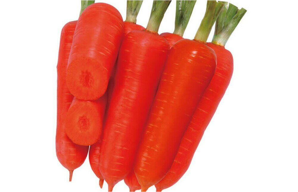 尻詰り良く根色、芯色良好、12月〜3月中旬どりに最適の夏播き