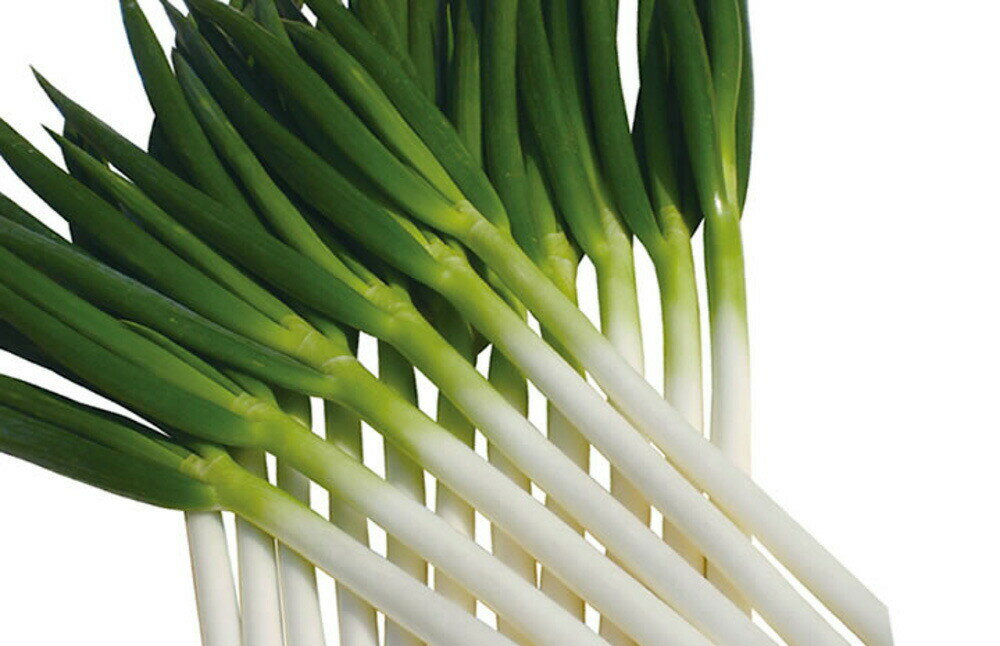 風に強く、湿害に強く、在圃性が良好！収穫幅が広い