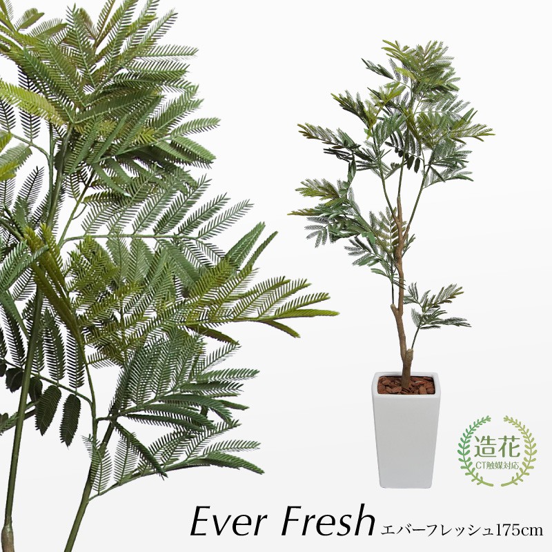 楽天市場】エバーフレッシュ(人工観葉植物|造花・人工観葉植物 楽天市場】エバーフレッシュ(人工観葉植物|造花・人工観葉植物