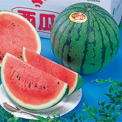 福井県の北部に位置する「あわら」。ここは福井のすいかの一大産地です。甘くて、ジューシーな夏の味をお楽しみください。 お届け期間：6月中旬〜7月初旬