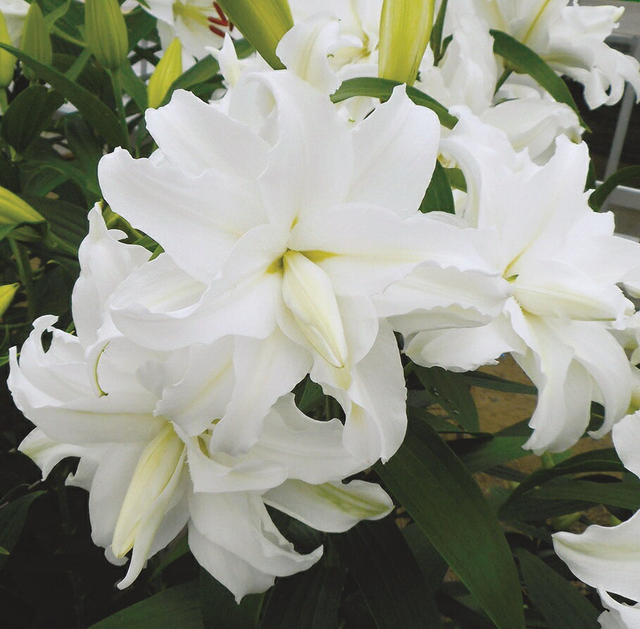 　「ユリ　マイウェディング」は、白色波状弁の八重咲きオリエンタルリリー。 　上向き咲き。花径14〜16cm。花粉がないので切花に最適。 〔　商品性状につきまして　〕 　●ユリ科の球根　　90cm～1m 　●開花期　　6～7月頃 　●耐寒性　...