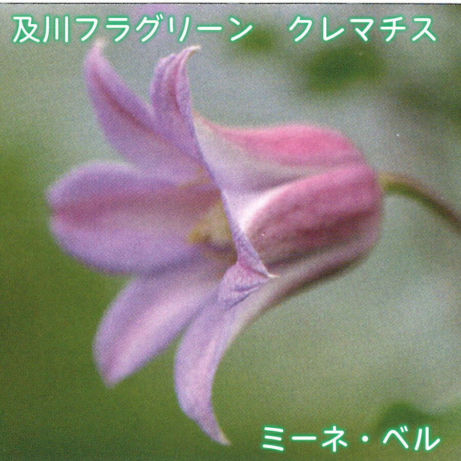 【商品内容】 ・及川フラグリーン：クレマチス「ミーネ・ベル」 ・鉢サイズ：4.5号鉢 ・鉢植え、小さめのオベリスク・フェンスがおすすめ 【お届けについて】 ※お届け日の指定がある場合は、必ずご注文時にご指定ください。 ※凍結の恐れがある為、...