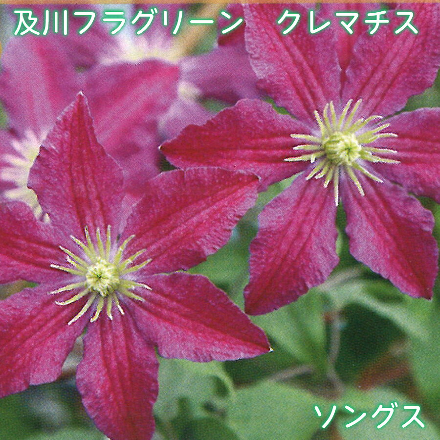 【商品内容】 ・及川フラグリーン：クレマチス「ソングス」 ・鉢サイズ：4.5号鉢 ・鉢植え、小さめのオベリスク・フェンスがおすすめ 【お届けについて】 ※お届け日の指定がある場合は、必ずご注文時にご指定ください。 ※凍結の恐れがある為、寒冷...