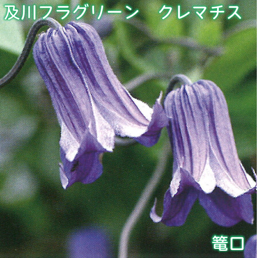 クレマチス全商品一覧はこちらのリンクからチェック！ ＞＞＞ 【商品内容】 ・及川フラグリーン：クレマチス「篭口（ロウグチ）」 ・鉢サイズ：4.5号鉢 ・鉢植え、小さめのオベリスク・フェンスがおすすめ 【お届けについて】 ※お届け日の指定があ...