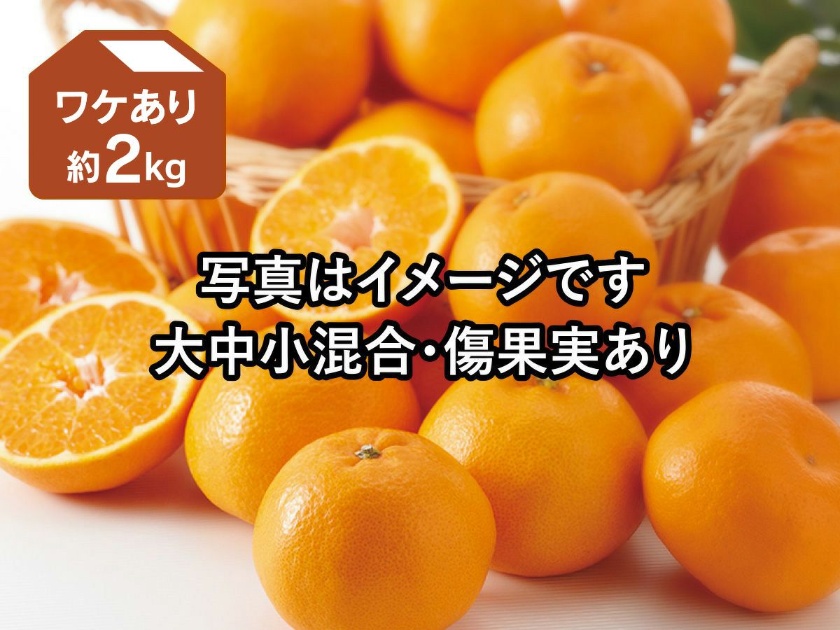 内容量 はるみ 約2kg ワケあり品 品格 ワケあり品：大・中・小・キズ果混合 （※大玉のみ・小玉のみになる場合もあります。) 産地 愛媛・広島(瀬戸内)産 出荷場所 のま果樹園(愛媛県今治市)より発送 出荷日 2月上旬頃～2月下旬頃まで（...