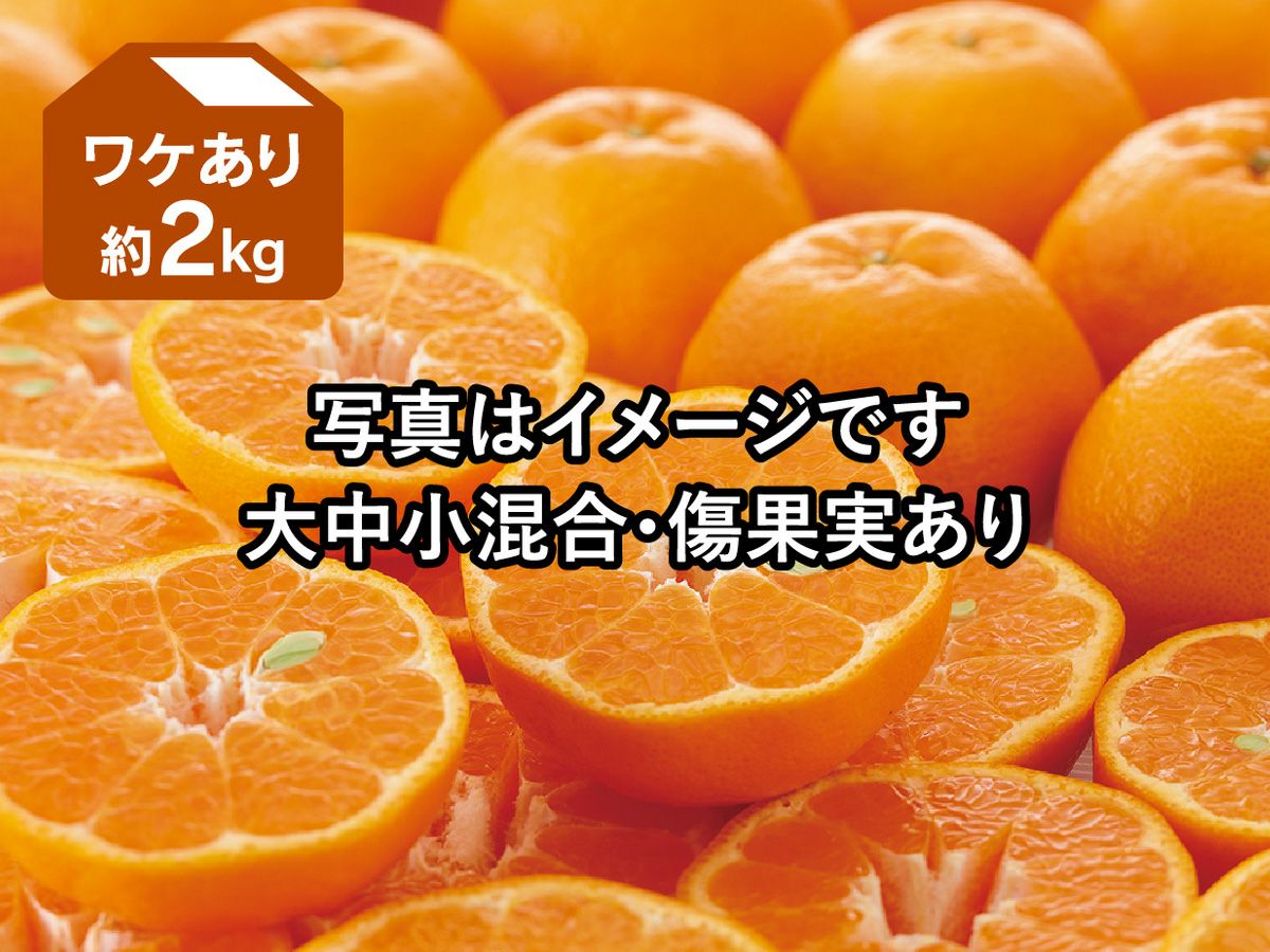 内容量 ポンカン ワケあり品 約2kg 品格 ワケあり品：大中小混合のキズあり果実をバラ詰めだからお得にお届け。 産地 愛媛産 出荷場所 のま果樹園(愛媛県今治市)より発送 出荷日 1月中旬頃～2月下旬頃まで（在庫限り）