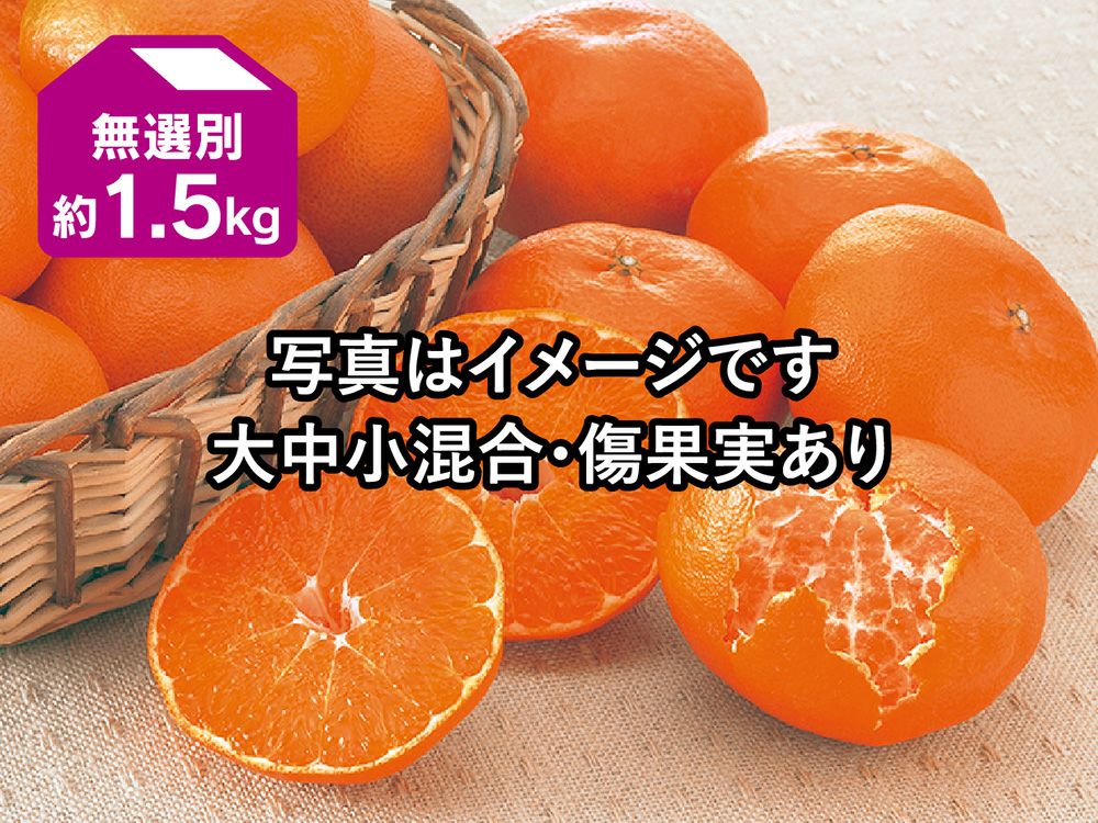 内容量 甘平 約1.5kg 無選別 品格 無選別：大・中・小・キズ果混合 （※大玉のみ・小玉のみになる場合もあります。) 産地 愛媛産 出荷場所 のま果樹園(愛媛県今治市)より発送 出荷日 2月上旬頃～2月下旬頃まで（在庫限り）
