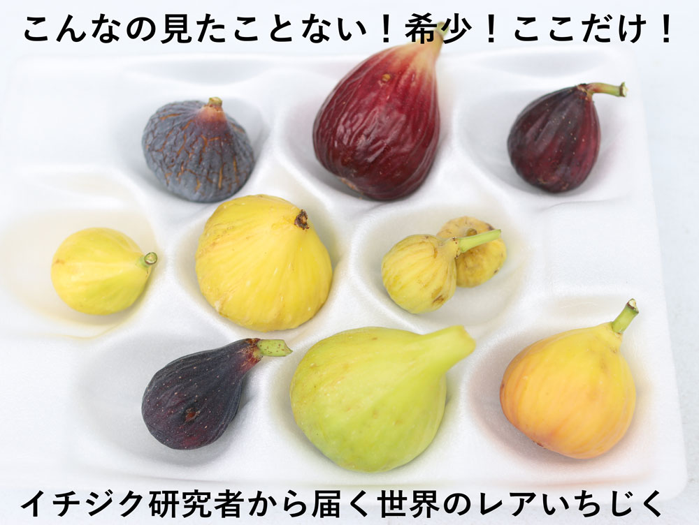 主な珍種をご紹介（一部） これら以外にも様々な品種がございます。どの品種が届くかはお楽しみに。 アイーダブラック ザフィーロ LSUゴールド LSUエバービーリング LSUタイガー グリーングリーク カドタ ビールズブラック LSUパープル...