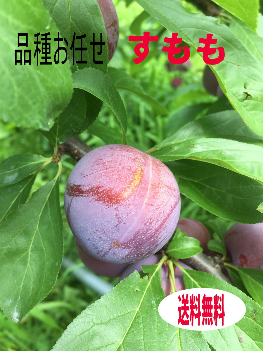 この商品は 品種お任せ　すもも　ハニーハート　大石早生　ソルダム　秋姫　太陽等々　食味濃厚　すもも好き　フルーツ酢やジャムにもOK　約1　送料無料 ポイント すもも好きな貴方に送りたい　甘くて酸っぱいすもも　甘いすももどちらもすきな貴方に送...