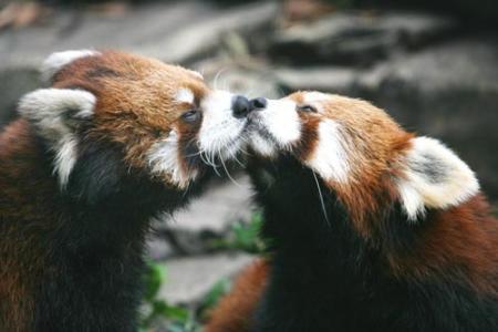 どうぶつの森　レッサーパンダ　ジオラマ完成品★ジオラマで見る野生の世界★コレクションケース　180×180×186mm 完成品★ ★画像は動物園にて撮影した画像ですが、作品は生息地の画像などを参考に1つのお任せジオラマとして作り上げますので...