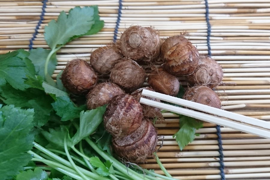 色が白く仕上がるため料理屋さんでも好評な小芋。 もちろん味もばつぐんです サイズ感のために3つのサイズを並べてみました M、Lサイズ、LLサイズです L以上はは若干大き目となりますので、剥いてから利用。 MS、SSは皮のまま絹担ぎに…なんて...
