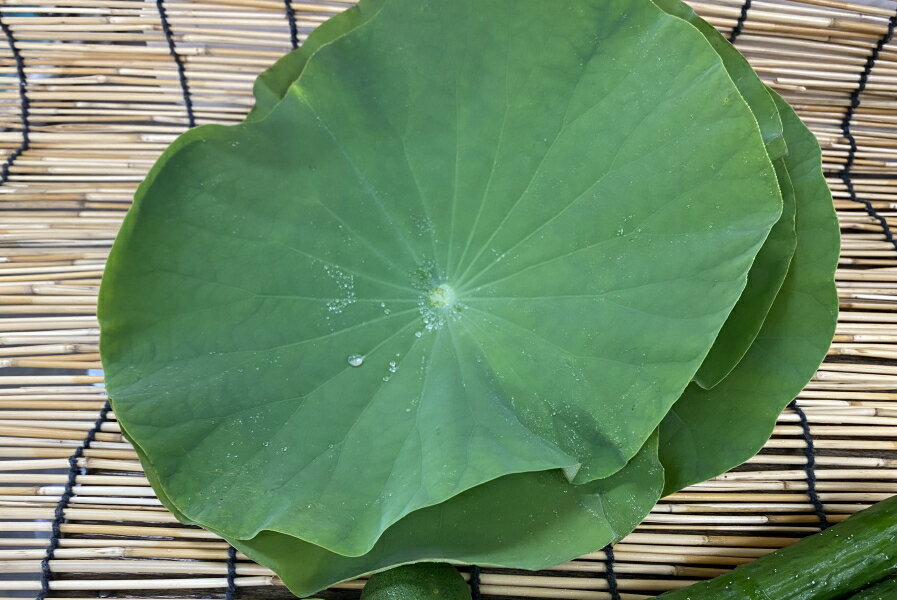 葉のサイズは現在4サイズご用意があります(こちら中サイズ、一番人気サイズ） 特大、大、中、小となっておりますのでご参照ください 規格サイズはあれど誤差はございます、ご了承ください 季節のあしらいにご利用ください お皿として、しき葉として、涼...