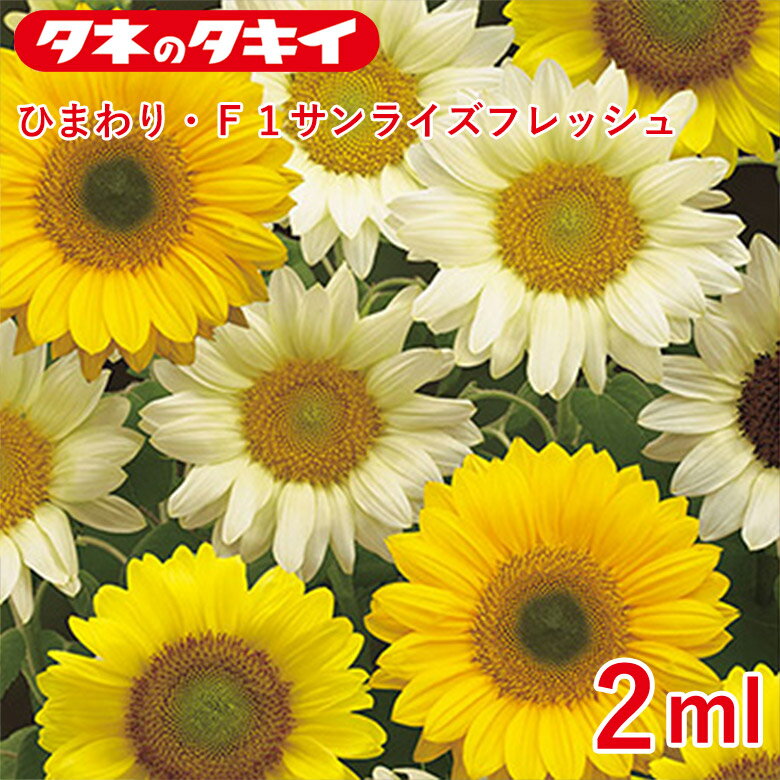 商品名 ひまわりF1サンライズフレッシュ 2ml 学名 Helianthus annuus L. 和名 ヒマワリ サイズ/丈 100〜120cm 開花時期 発芽適温：25℃ 生育適温：15℃〜30℃ 発芽日数：3〜4日 花色 イエローホワイ...