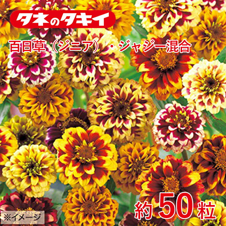 商品名 百日草・ジャジーミックス　約50粒 学名 Zinnia elegans 和名 ヒャクニチソウ サイズ/丈 約50cm 開花時期 発芽適温：20℃前後 生育適温：20℃〜30℃ 発芽日数：5〜7日 特徴 メキシコ百日草の一種（ハーゲア...