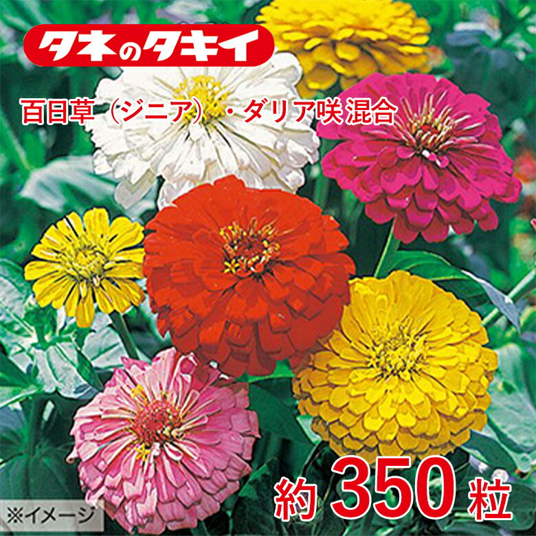 商品名 徳用 百日草・ダリア咲混合　約350粒 学名 Zinnia elegans 和名 ヒャクニチソウ 原産地 約40cm サイズ/丈 発芽適温：20℃前後 生育適温：20℃〜30℃ 発芽日数：5〜7日 特徴 花径約10cmのゴージャスな...